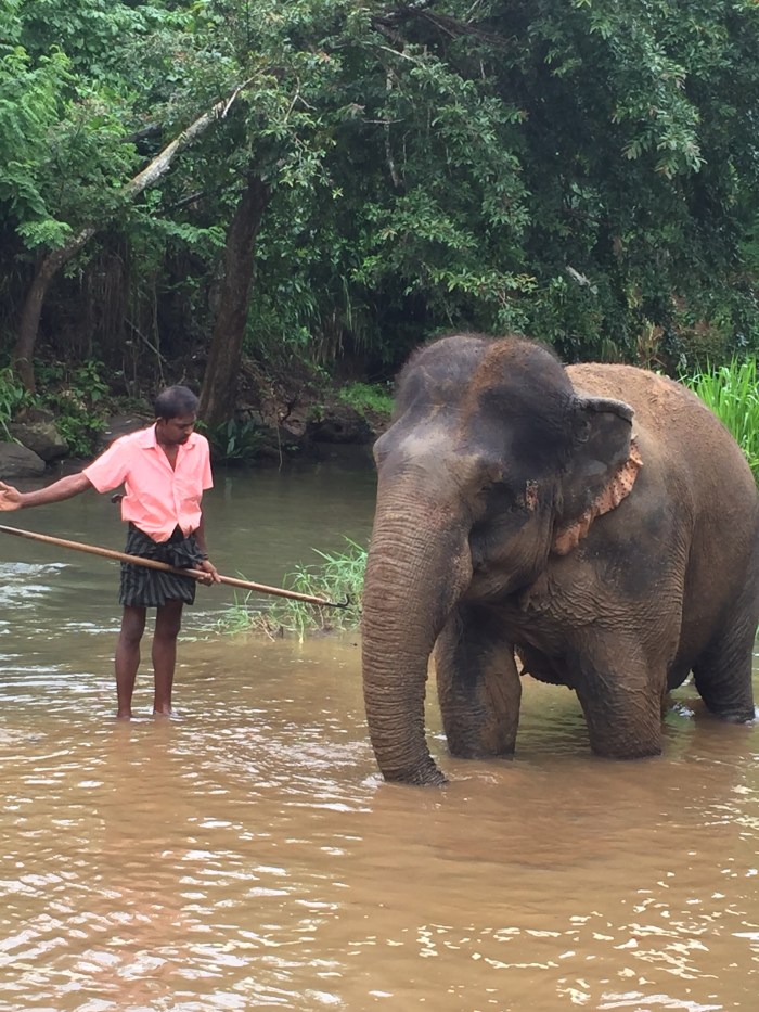 The Elephant Freedom Project Week | Travelling Crone
